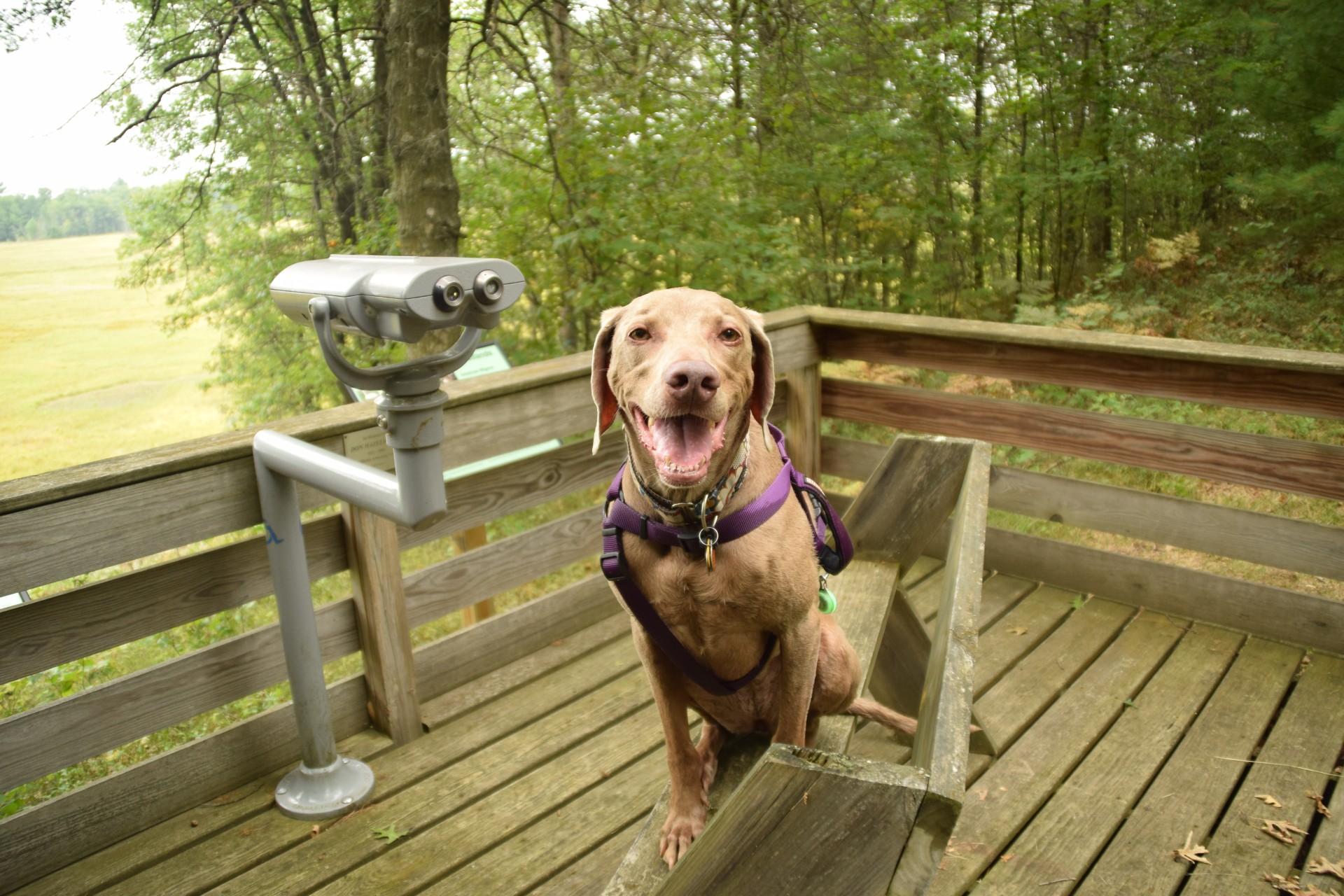 Ellie Mae Wick | Forever Friends Pet Funeral Home and Crematory